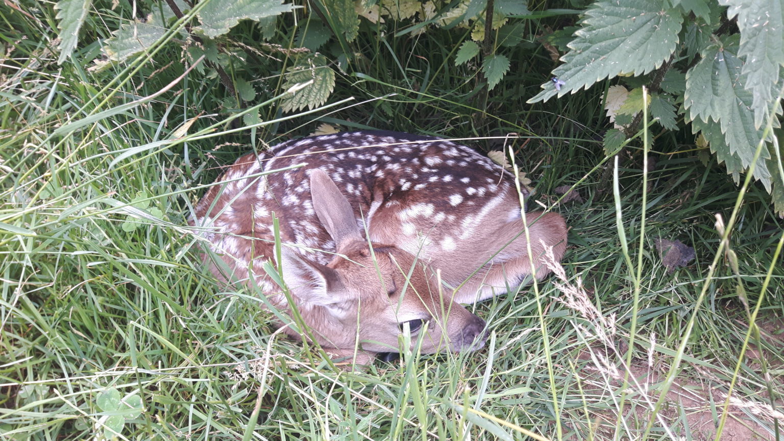 Damwild – Damwildhof Lebert