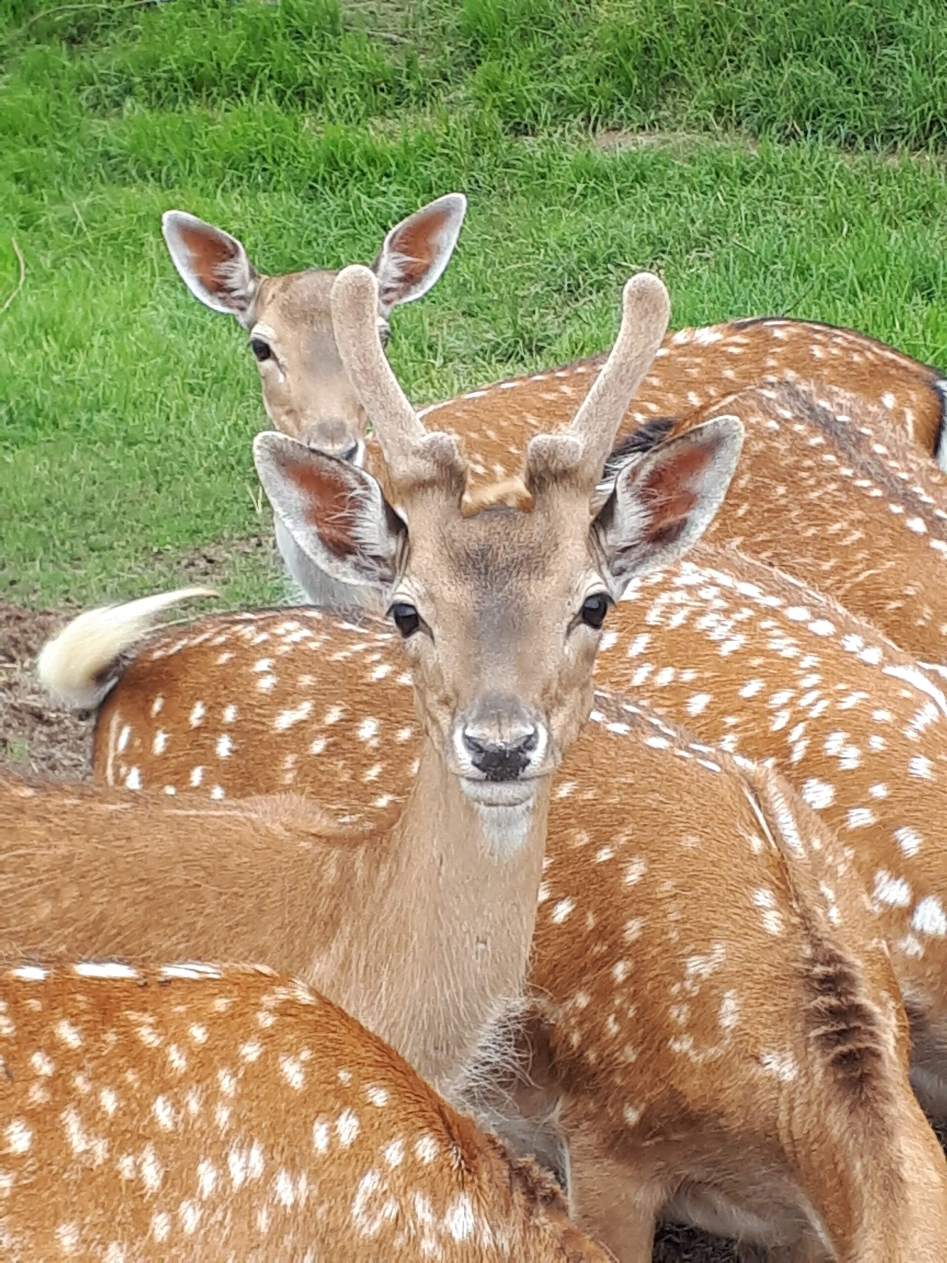 Damwild – Damwildhof Lebert