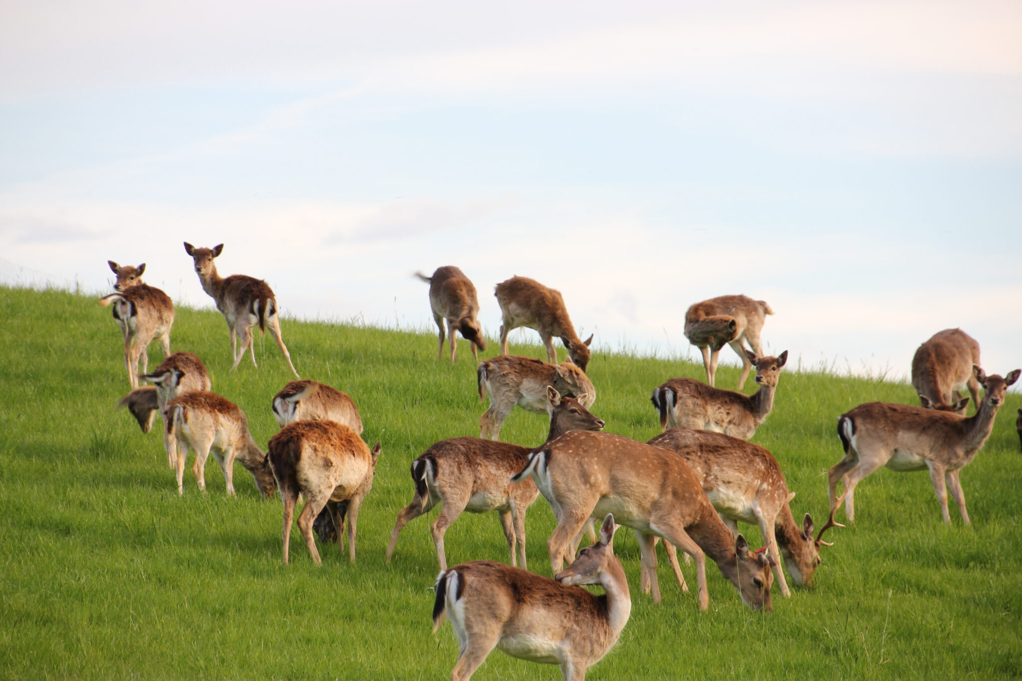 Damwild – Damwildhof Lebert