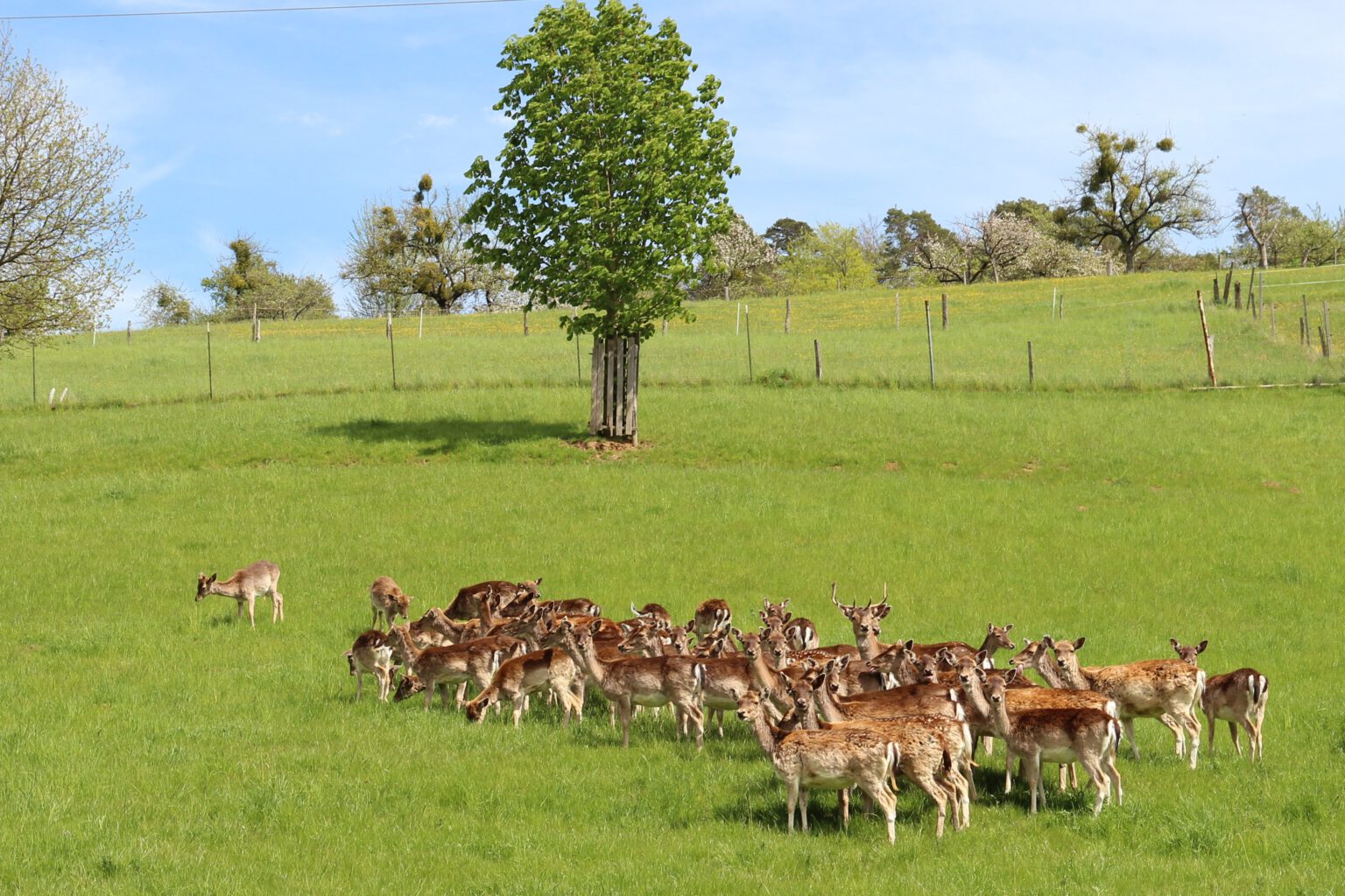 Damwild – Damwildhof Lebert