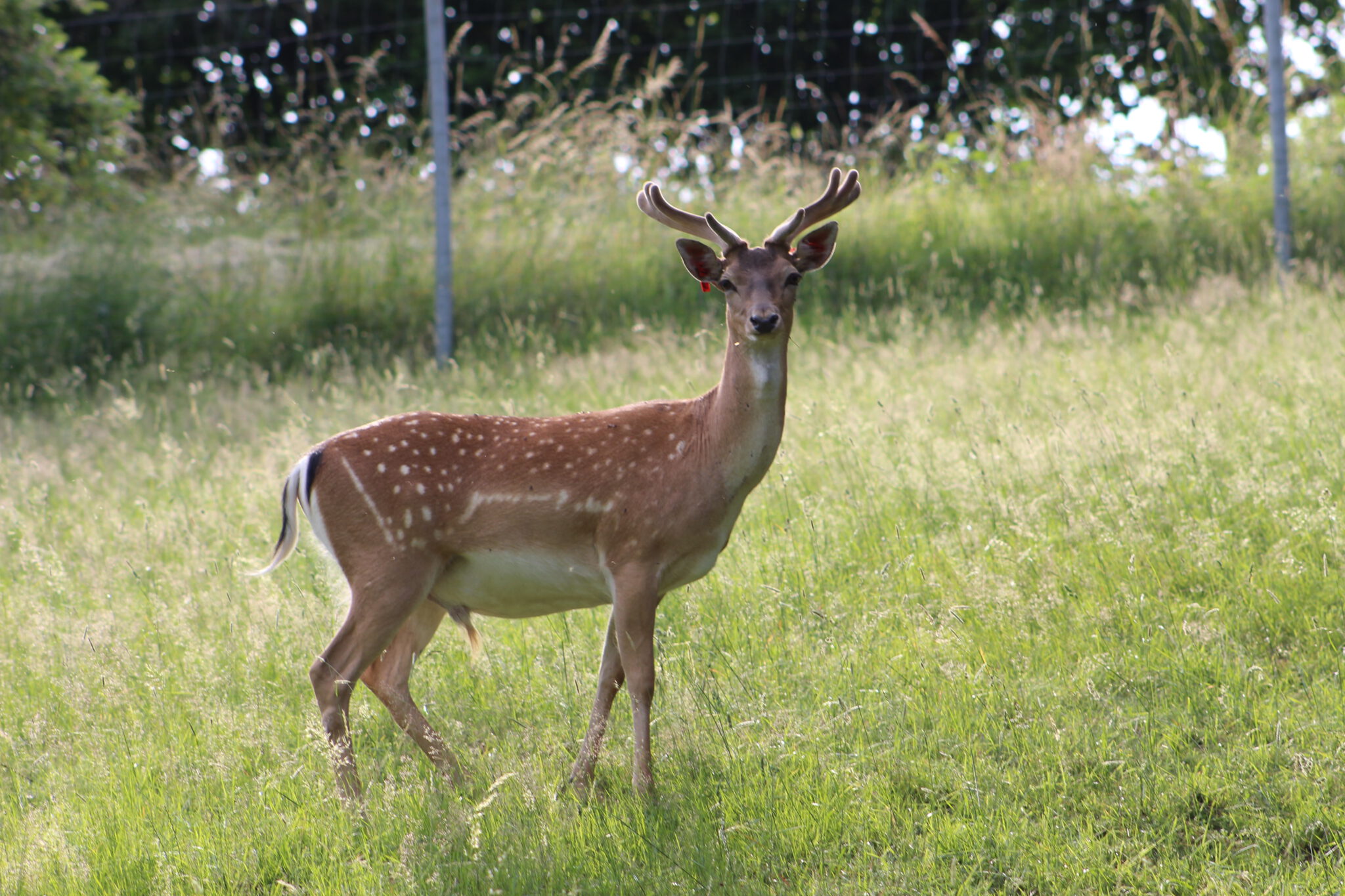 Damwild – Damwildhof Lebert